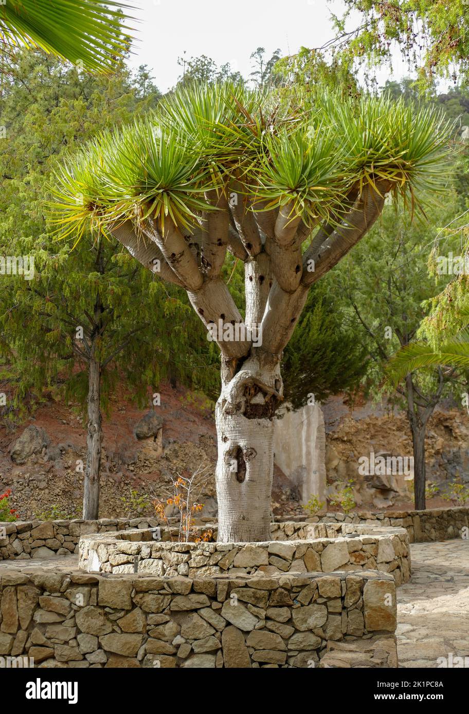 Canary Islands dragon tree seen at Tenerife, part of the Canarian ...