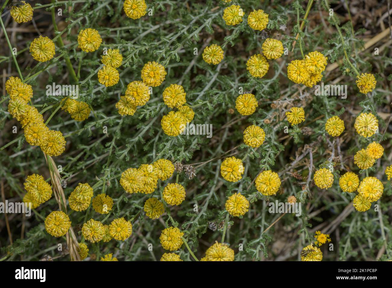 Cotton lavender, Santolina chamaecyparissus, in flower in the Pyrenees ...