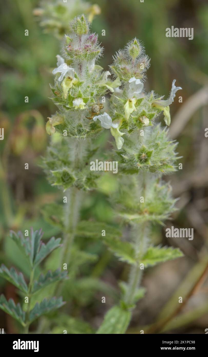 Hairy Ironwort, Sideritis hirsuta, in flower in dry grassland, Pyrenees ...