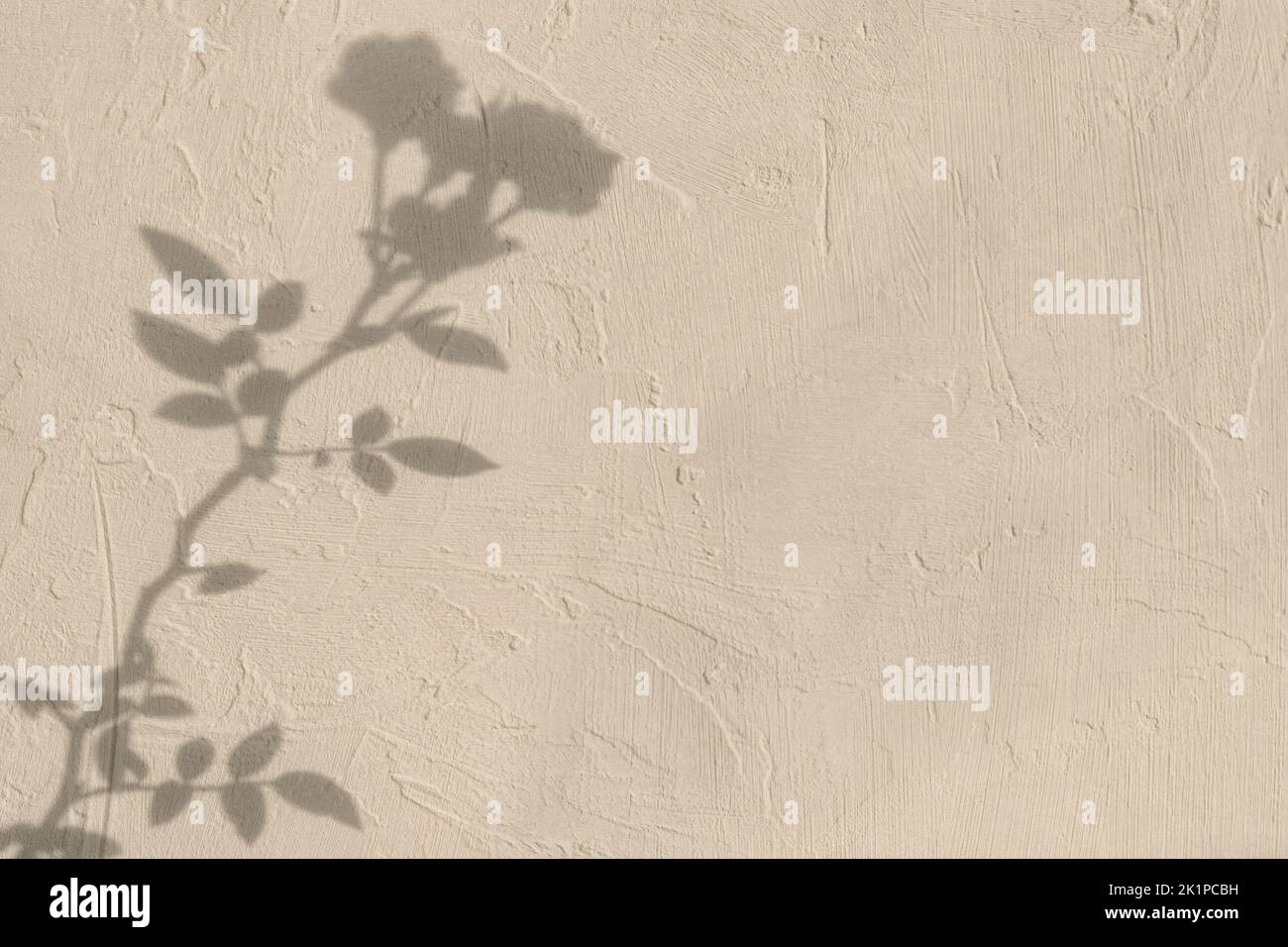 Shadow of flowers on beige concrete wall texture background Stock Photo - Alamy