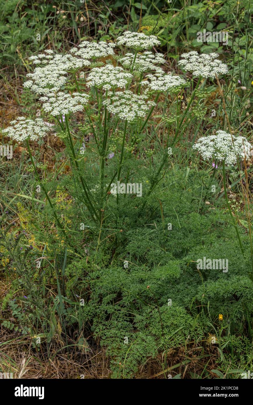 Shining lovage hi-res stock photography and images - Alamy