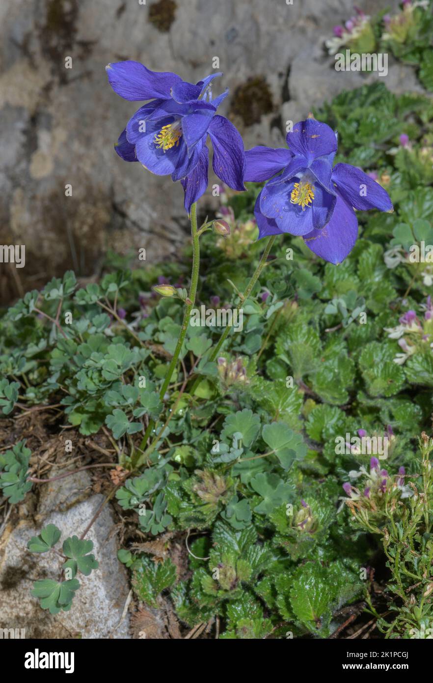 Pyrenean columbine, Aquilegia pyrenaica, in flower, on limestone rock ...