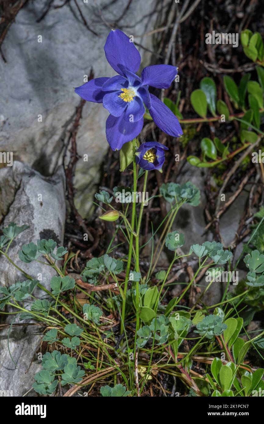 Pyrenean columbine, Aquilegia pyrenaica, in flower, on limestone rock ...