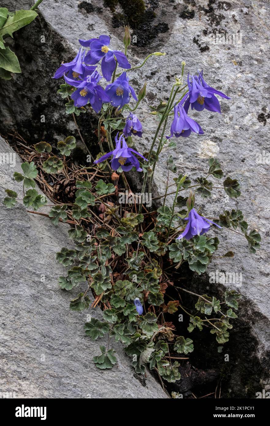 Pyrenean columbine, Aquilegia pyrenaica, in flower, on limestone rock ...