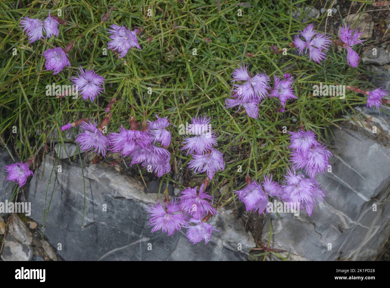 Fringed pink, Dianthus monspessulanus, in flower, Pyrenees Stock Photo ...