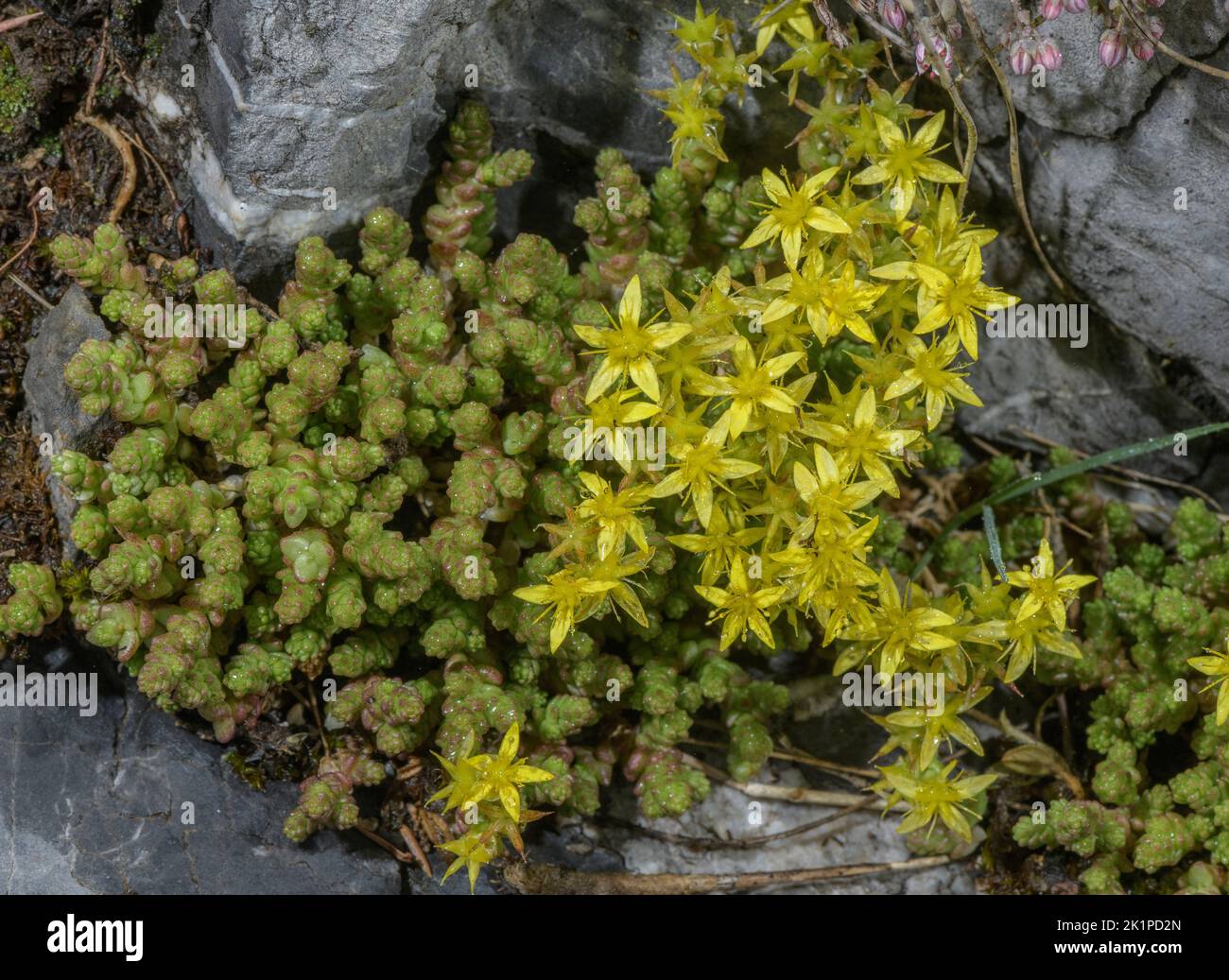 Biting stonecrop, Sedum acre in flower, Pyrenees Stock Photo - Alamy