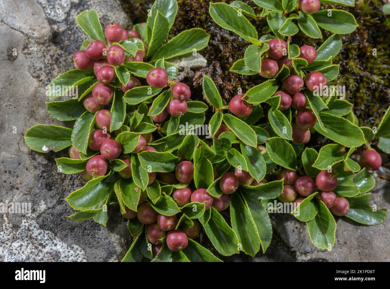 Dwarf Buckthorn, Rhamnus pumila on limestone cliff, in fruit. Pyrenees ...
