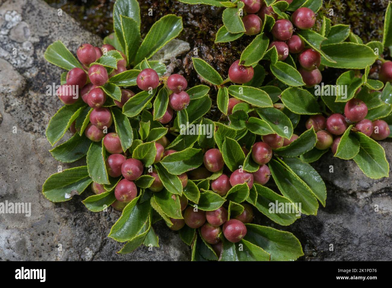 Dwarf Buckthorn, Rhamnus pumila on limestone cliff, in fruit. Pyrenees ...