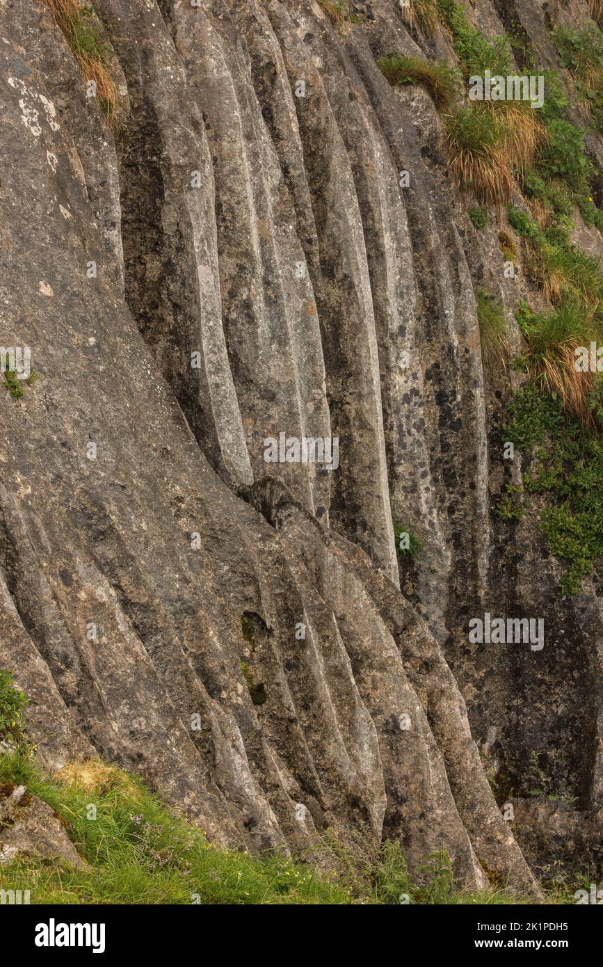 Damp fluted limestone cliff, colonised by plants, on the Col de la ...