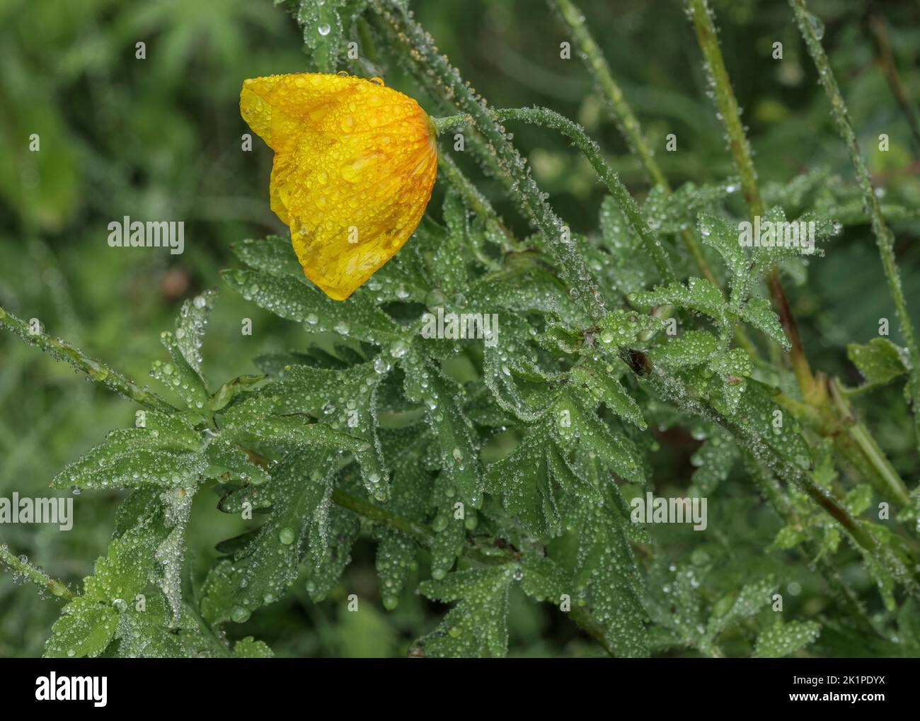 Welsh Poppy, Papaver cambricum, in flower, covered with misty dew Stock ...