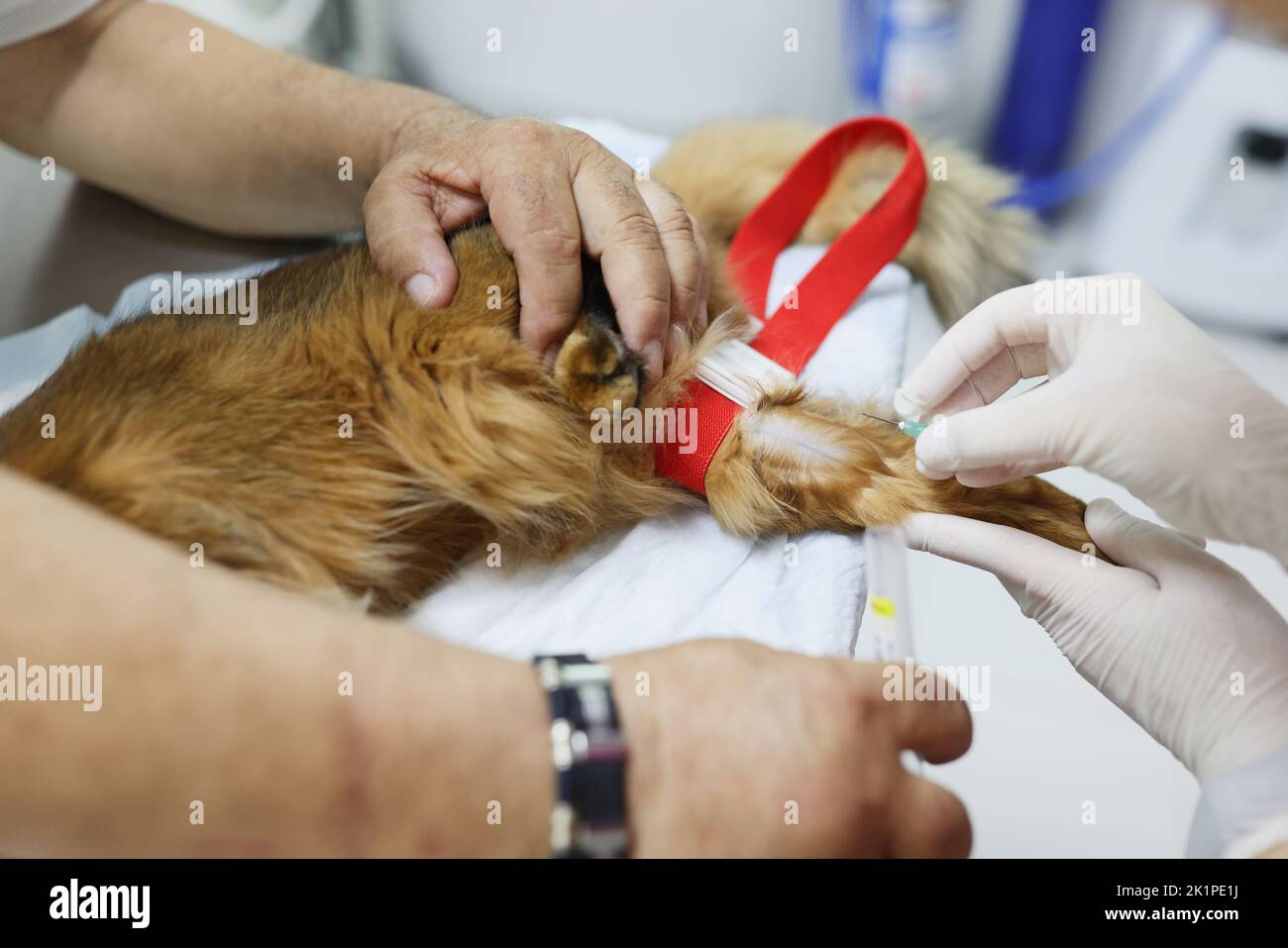 Catator hi-res stock photography and images - Alamy