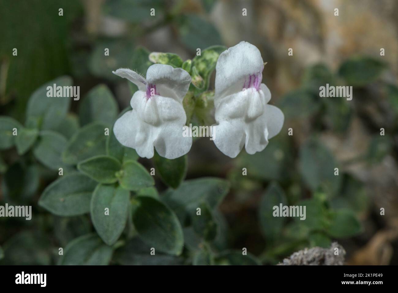 Rock snapdragon antirrhinum sempervirens hi-res stock photography and ...