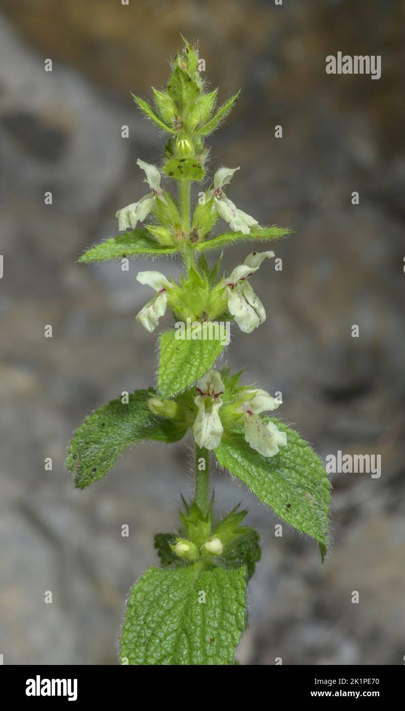 Yellow-woundwort, Stachys recta, in flower Stock Photo - Alamy