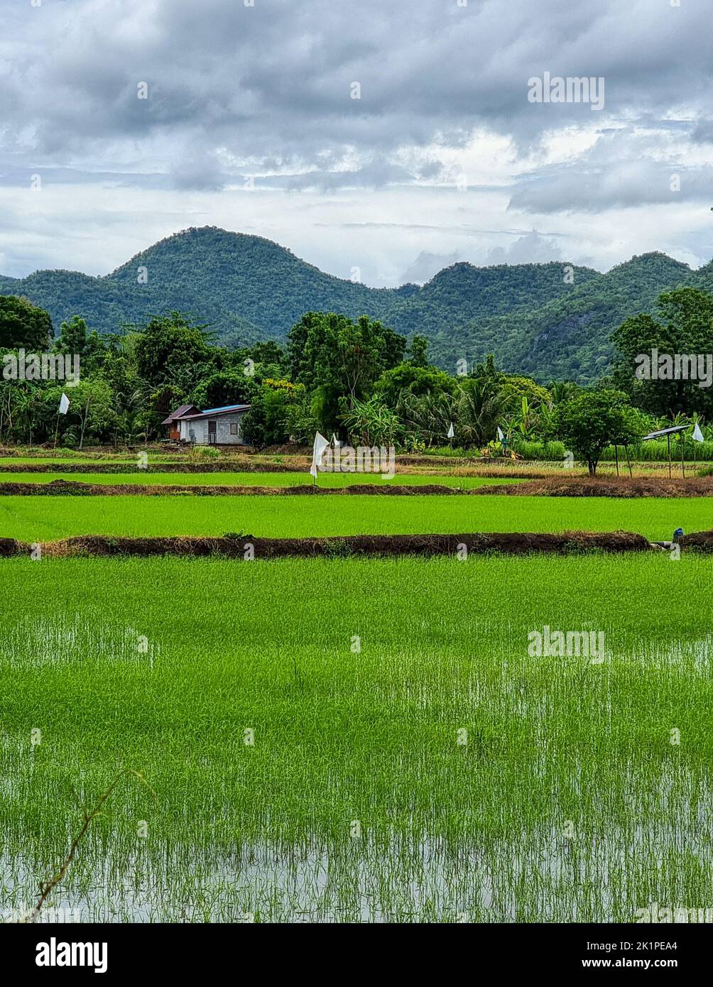 green rice field paddy field in Thailand Kanchanaburi Stock Photo - Alamy