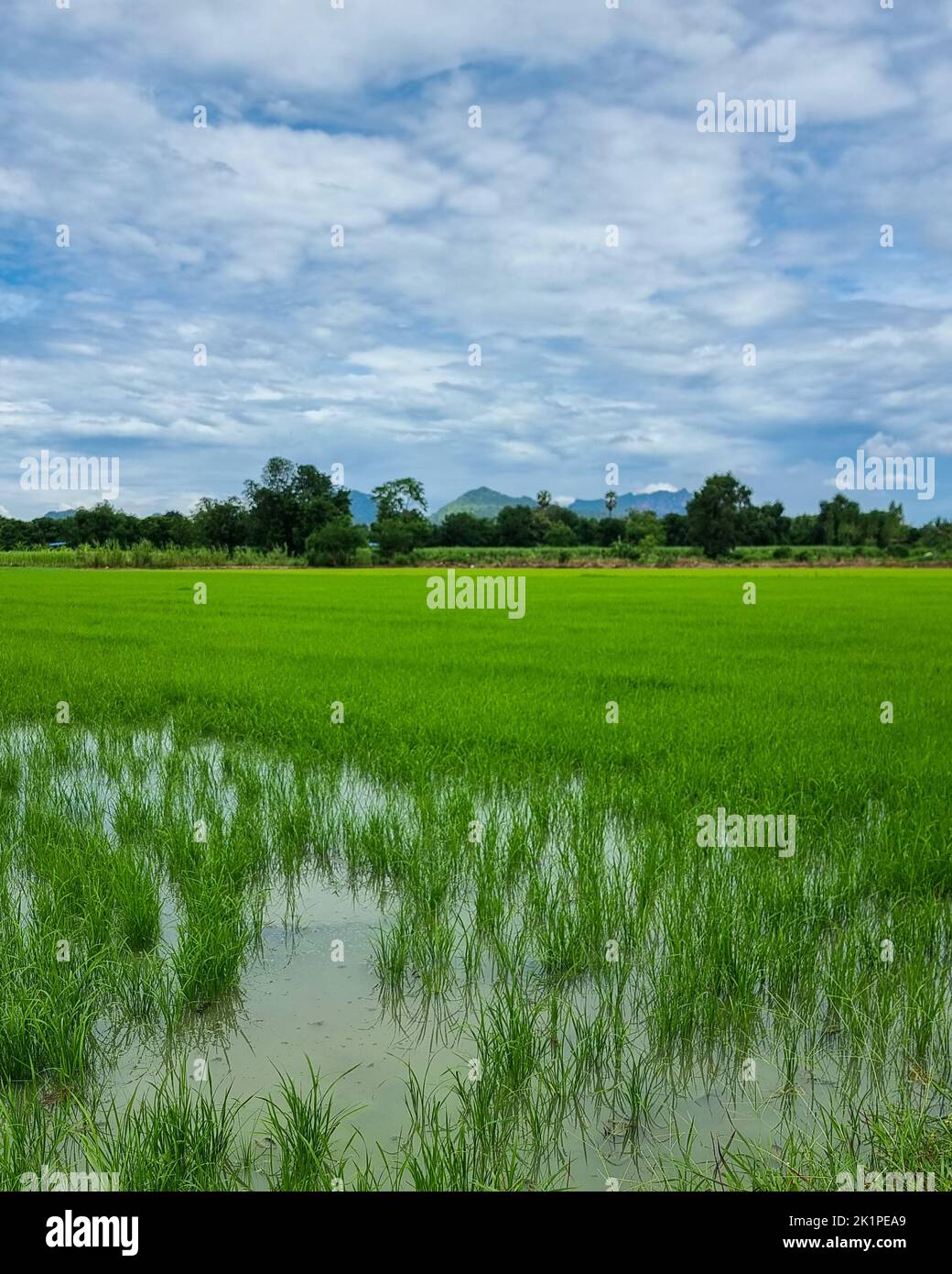 green rice field paddy field in Thailand Kanchanaburi Stock Photo - Alamy