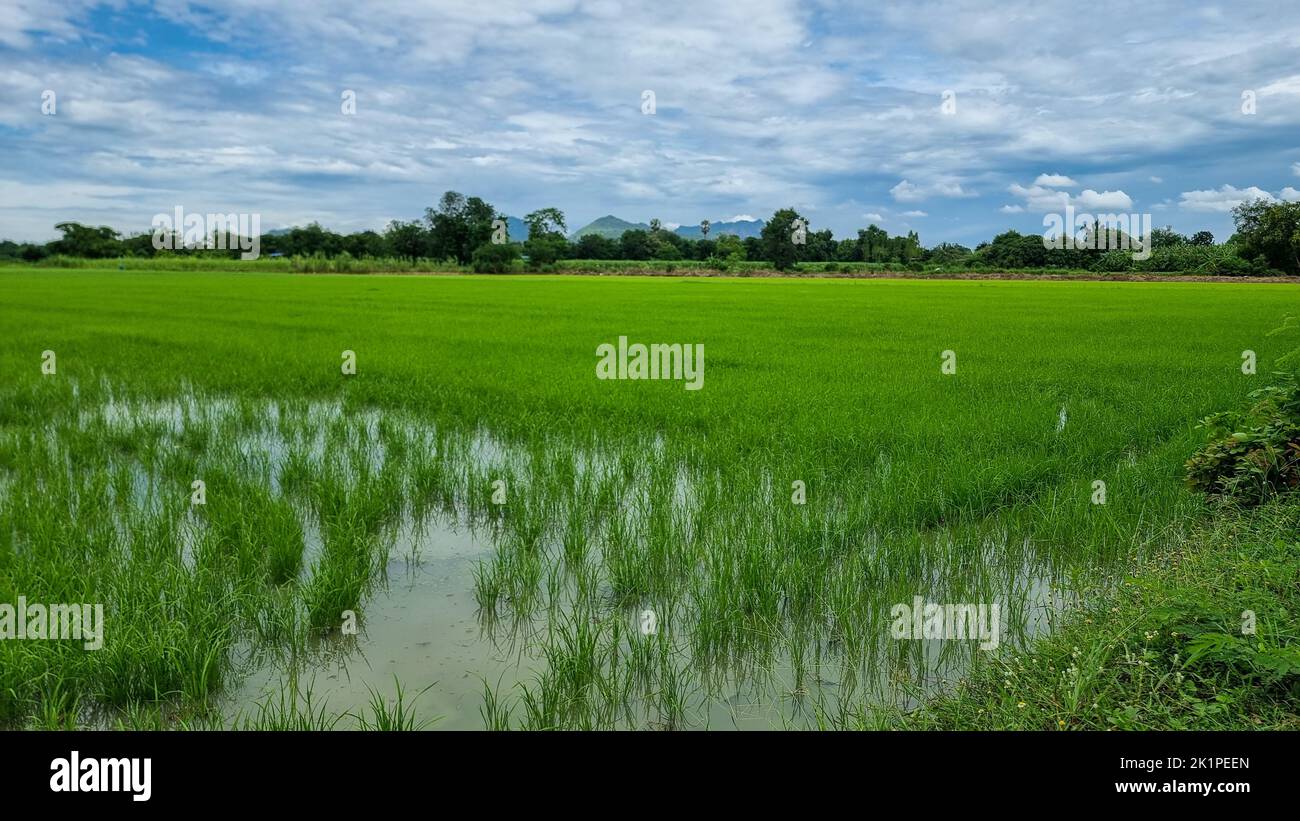 green rice field paddy field in Thailand Kanchanaburi Stock Photo - Alamy