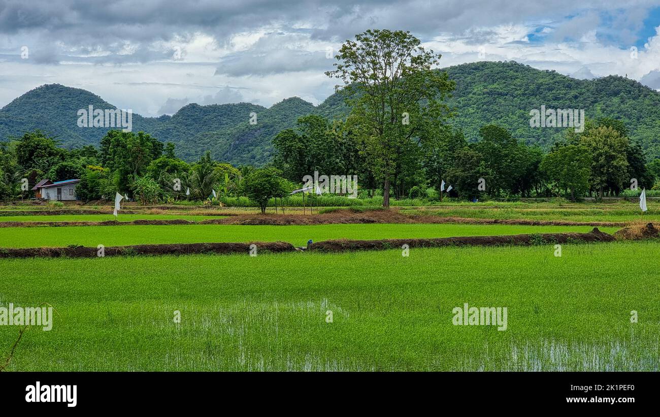 green rice field paddy field in Thailand Kanchanaburi Stock Photo - Alamy