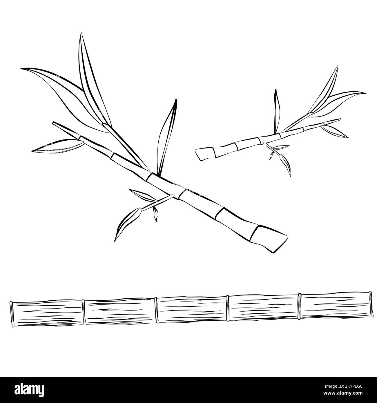 Outline of bamboo trunk and bamboo twigs with leaves isolated on white ...