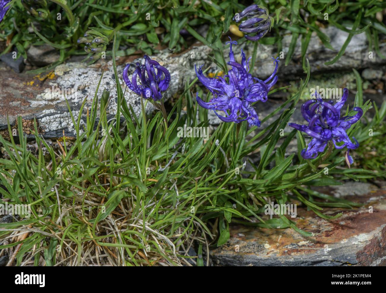 Globe-headed Rampion, Phyteuma hemisphaerica in flower in alpine ...