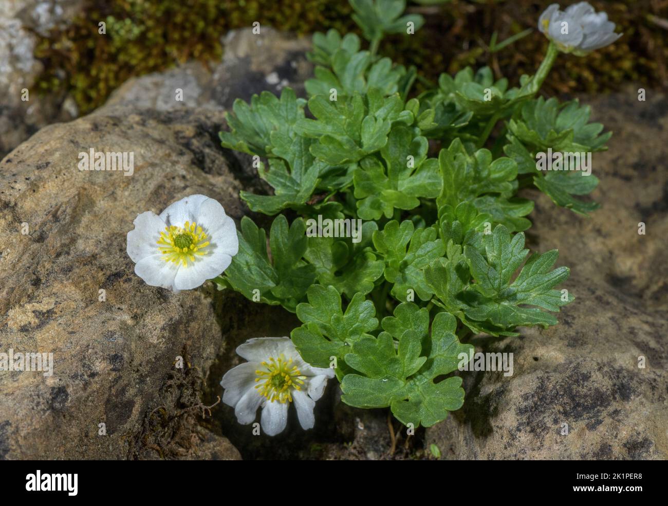 Alpine Buttercup, Ranunculus alpestris, in flower in rock-crevice, high ...