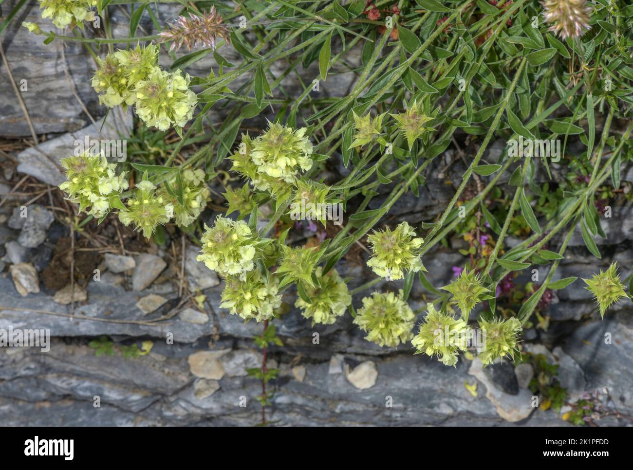 Hyssop-leaved mountain ironwort, Sideritis hyssopifolia in flower in ...