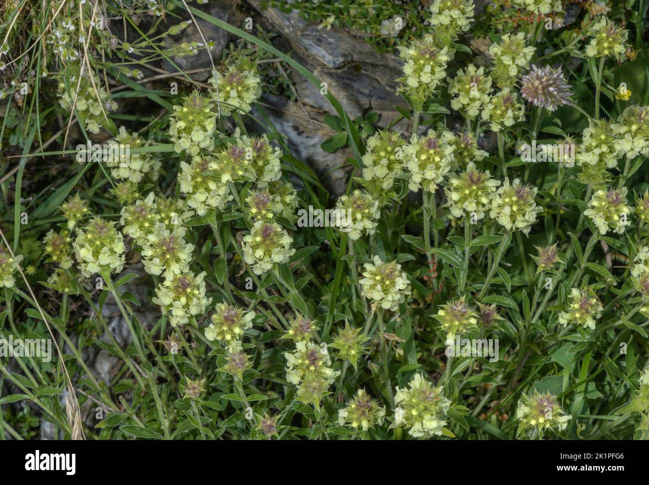 Hyssop-leaved mountain ironwort, Sideritis hyssopifolia in flower in ...
