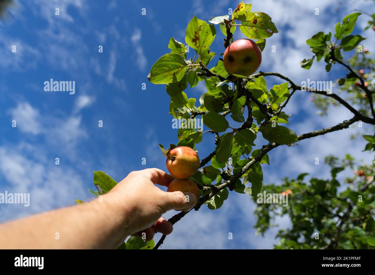 Picking apples from a tree by hand Stock Photo - Alamy