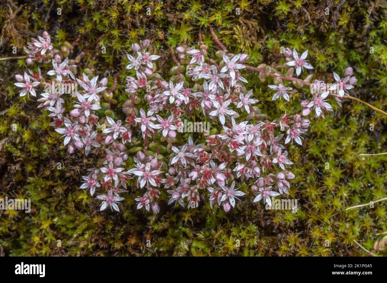 English stonecrop, Sedum anglicum, in flower on rocky slope Stock Photo ...