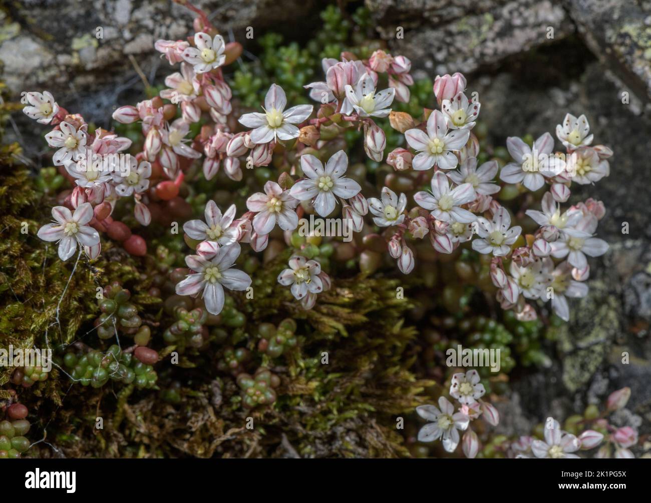 Short-leaved stonecrop, Sedum brevifolium in flower in the Pyrenees ...