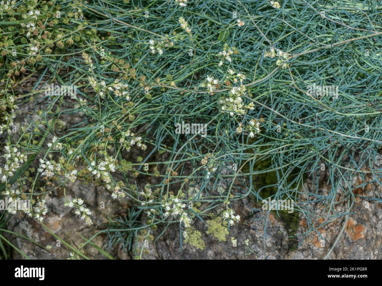 Reseda glauca hi-res stock photography and images - Alamy