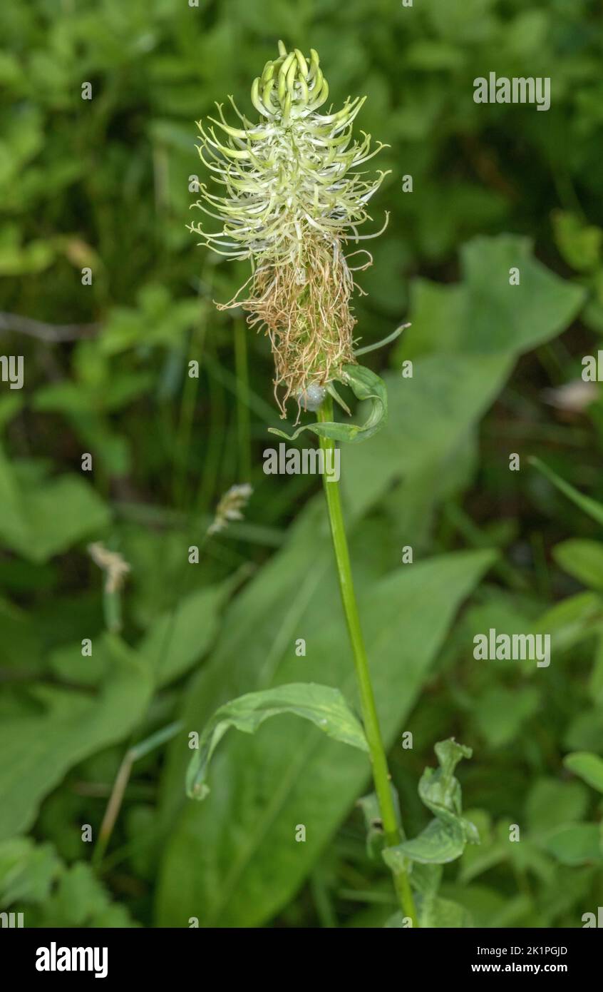 Spiked rampion, Phyteuma spicatum, in flower Stock Photo - Alamy