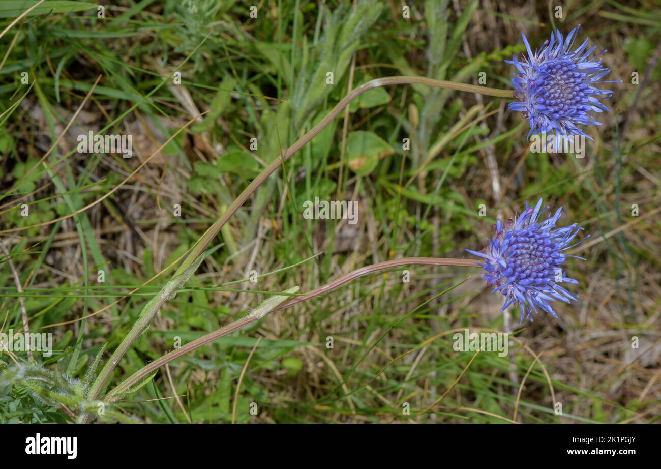 Jasione laevis, (Jasione perennis), in flower in montane grassland ...