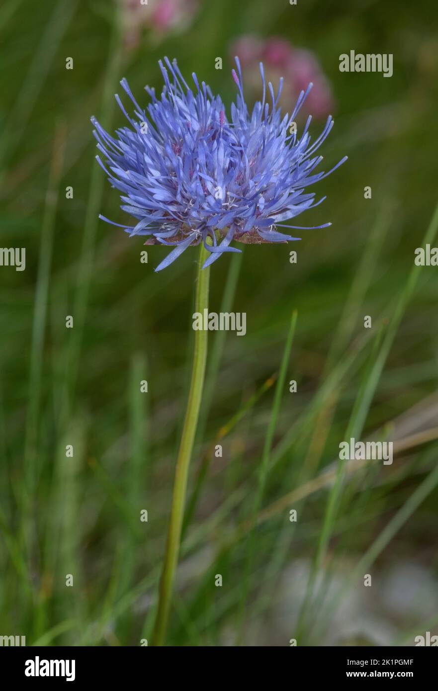 Jasione laevis, (Jasione perennis), in flower in montane grassland ...