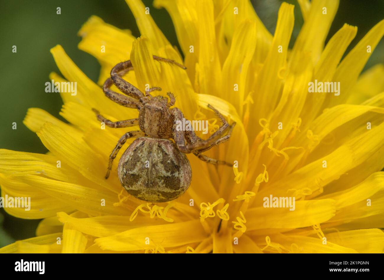 A crab spider, Xysticus sp, waiting on Pyrenean Hawksbeard, Crepis ...
