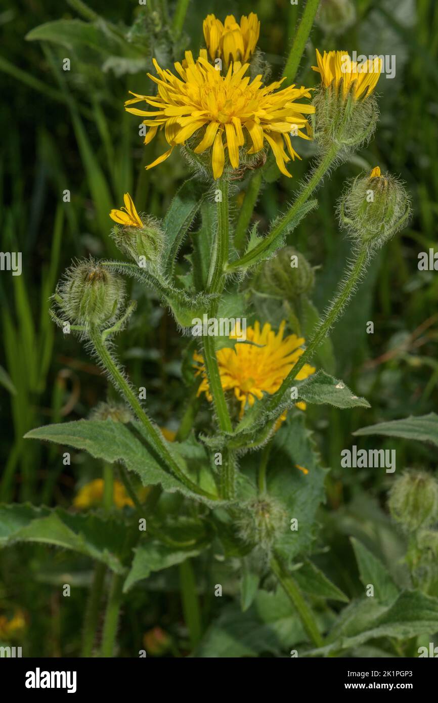 Leafy hawks beard hi-res stock photography and images - Alamy