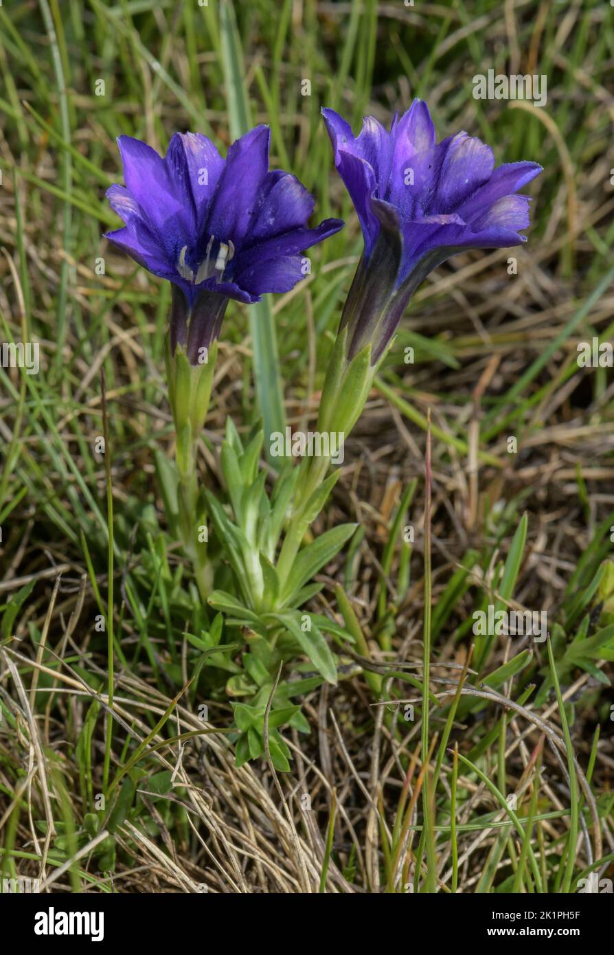 Pyrenean Gentian, Gentiana pyrenaica, in flower at 2500m in the ...