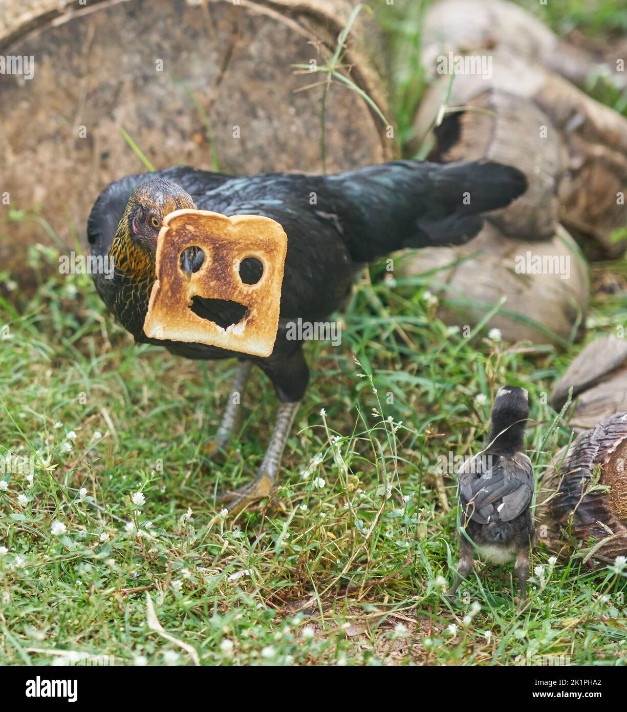 Scary looking toast hi-res stock photography and images - Alamy