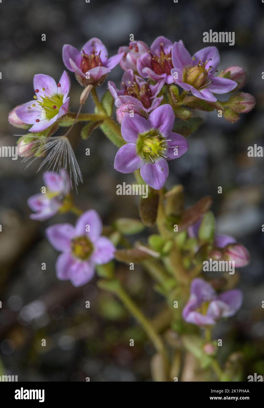 Hairy stonecrop, Sedum villosum, in damp mossy spring area Stock Photo ...