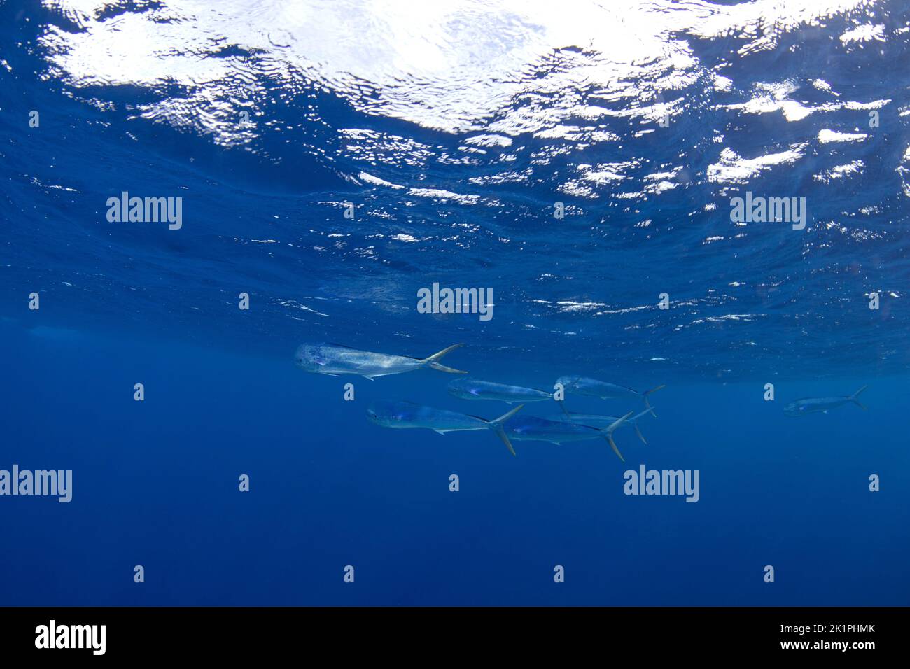 Mahi-mahi, Common dolphinfish, Mauritius fish Stock Photo - Alamy