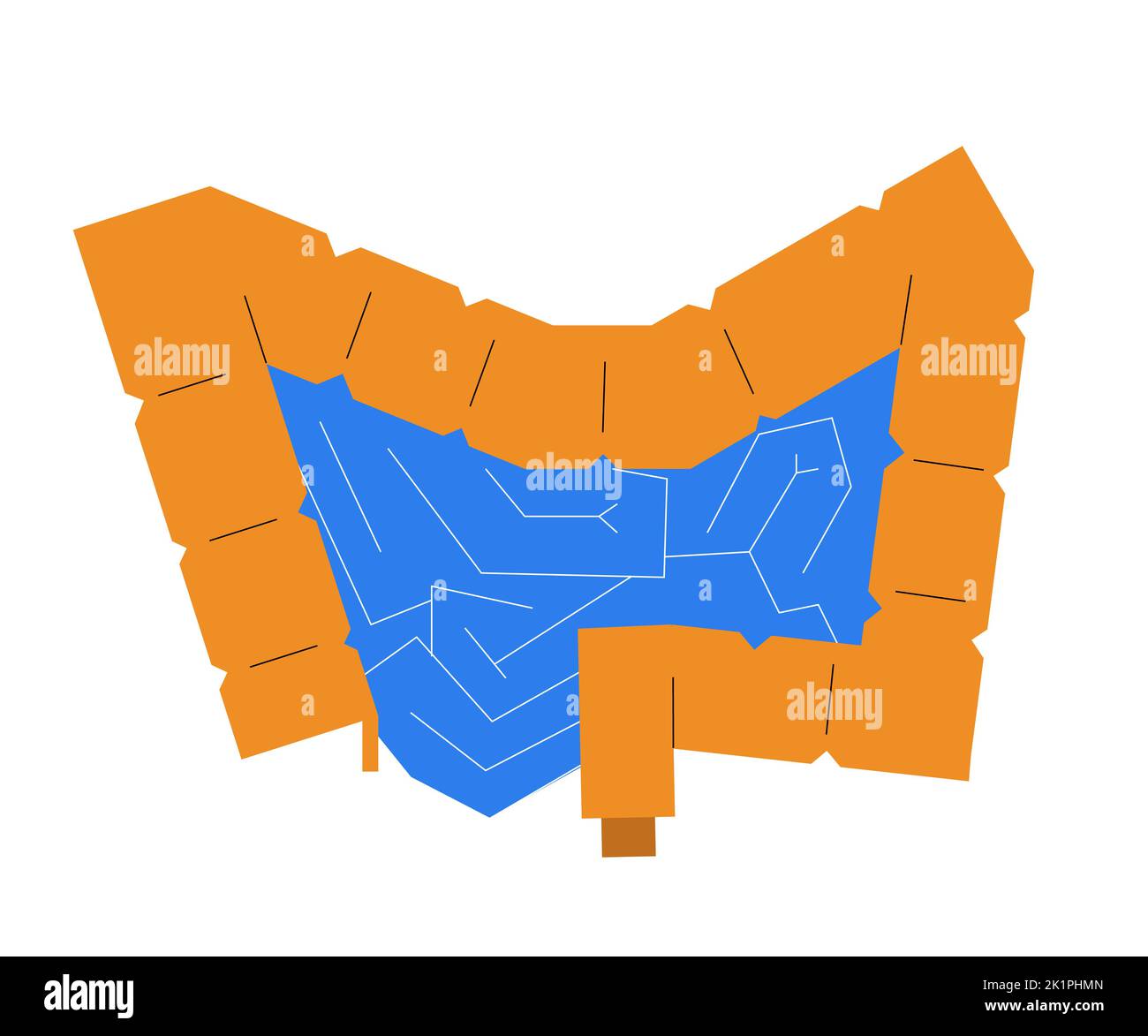 Medical chart of intestine in simple geometric style. Human anatomy ...