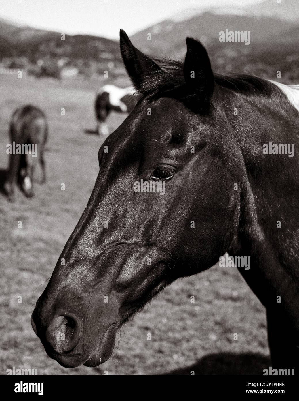 A closeup of a black horse head at the farm in black and white Stock ...