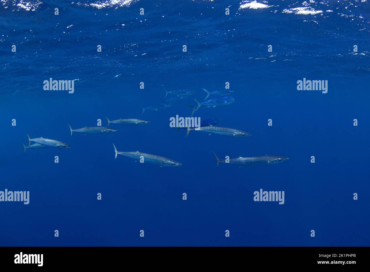 Wahoos swim near the surface. Predatory fishes in the Indian ocean ...