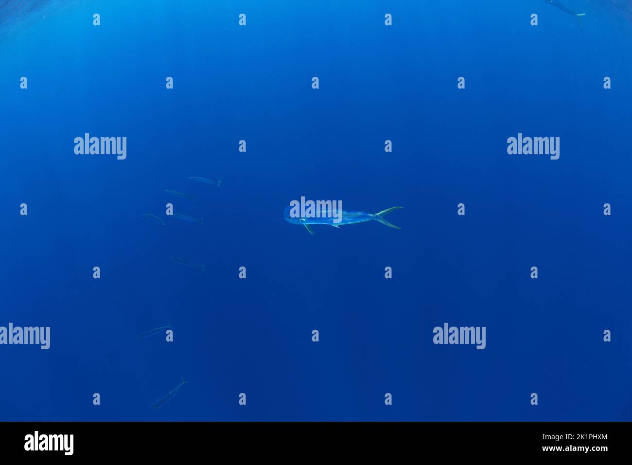 Mahi-mahi, Common dolphinfish, Mauritius fish Stock Photo - Alamy