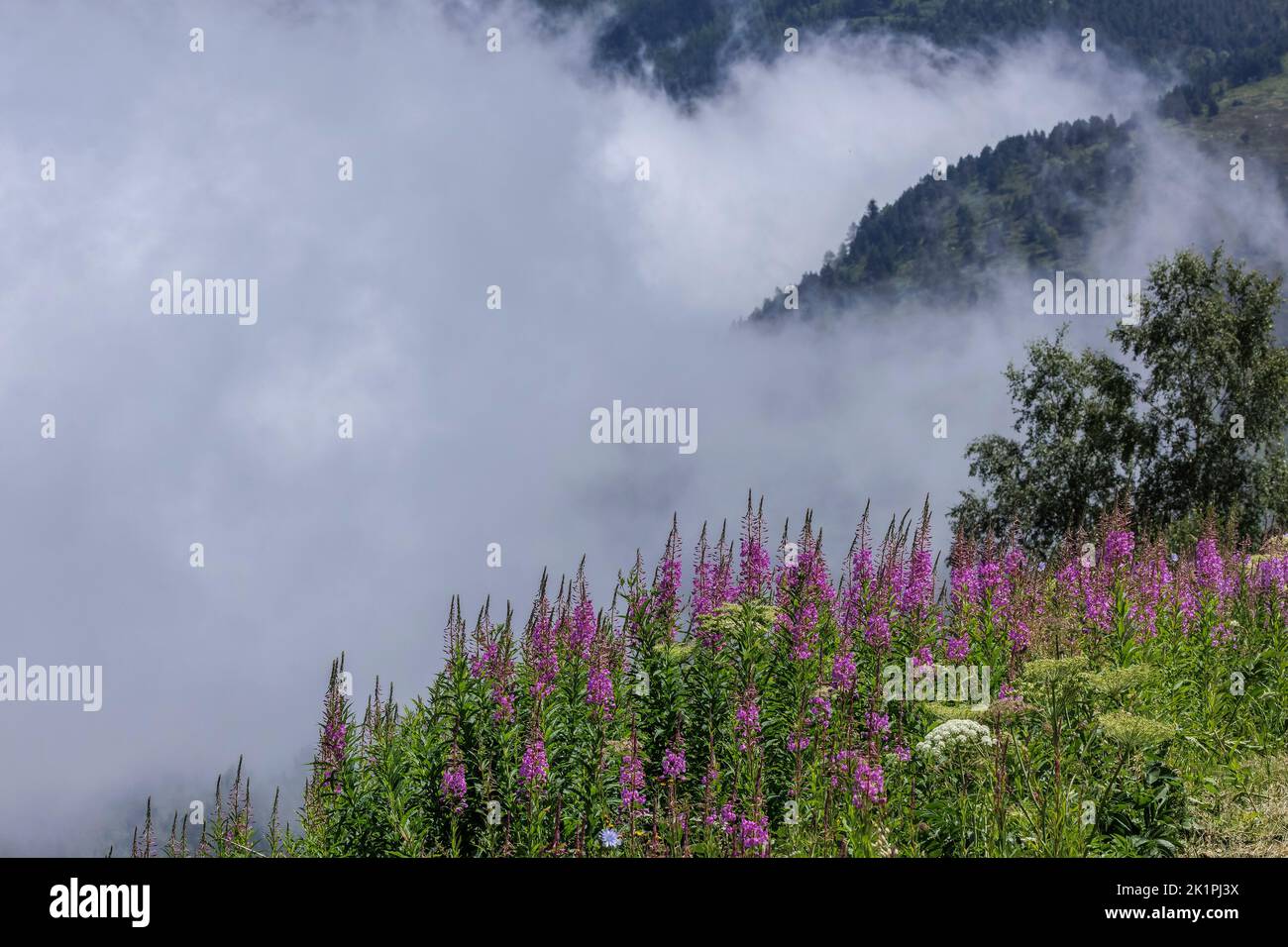 Rose bay willow herb and other alpine flowers on the Col de Puymorens ...