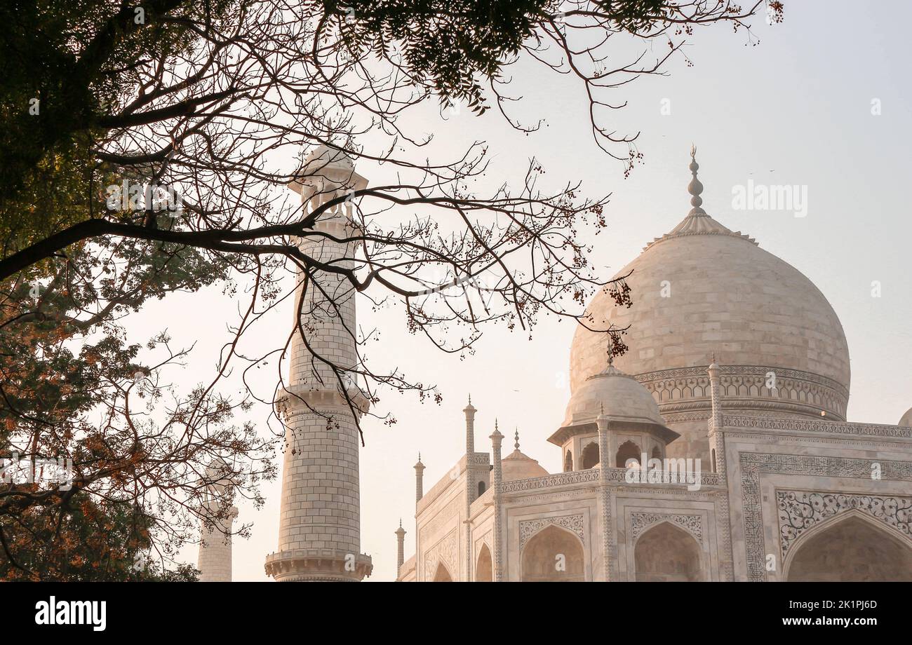 The Taj Mahal monument in Agra, India with tree branches in the ...