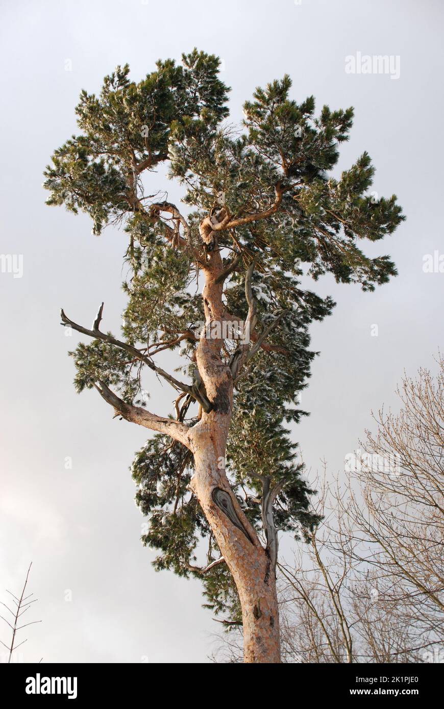 A vertical low angle shot of a tall twisting tree Stock Photo - Alamy