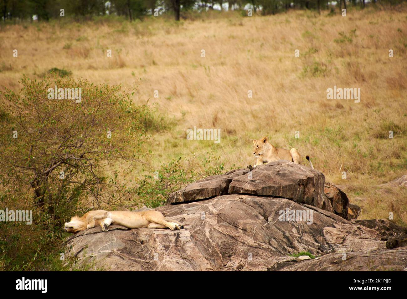 A beautiful lion laying in a valley Stock Photo - Alamy