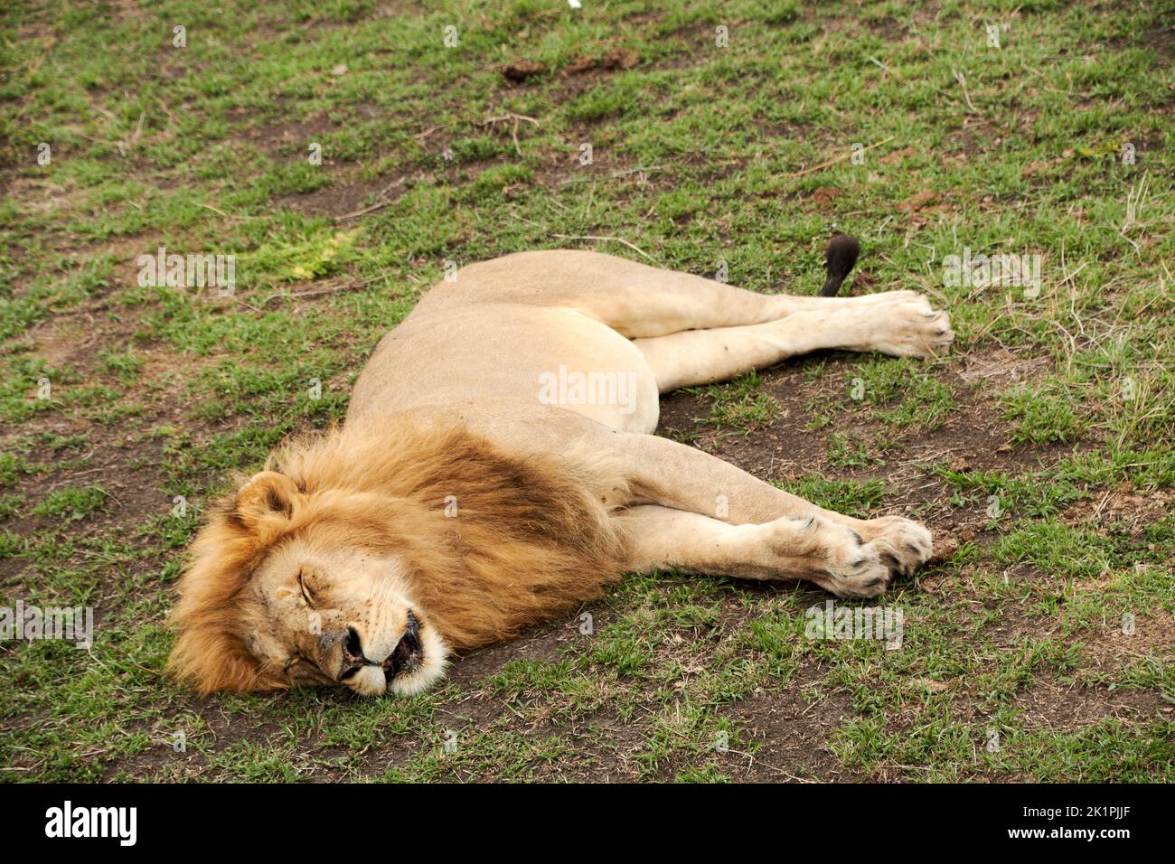A beautiful lion laying in a valley Stock Photo - Alamy
