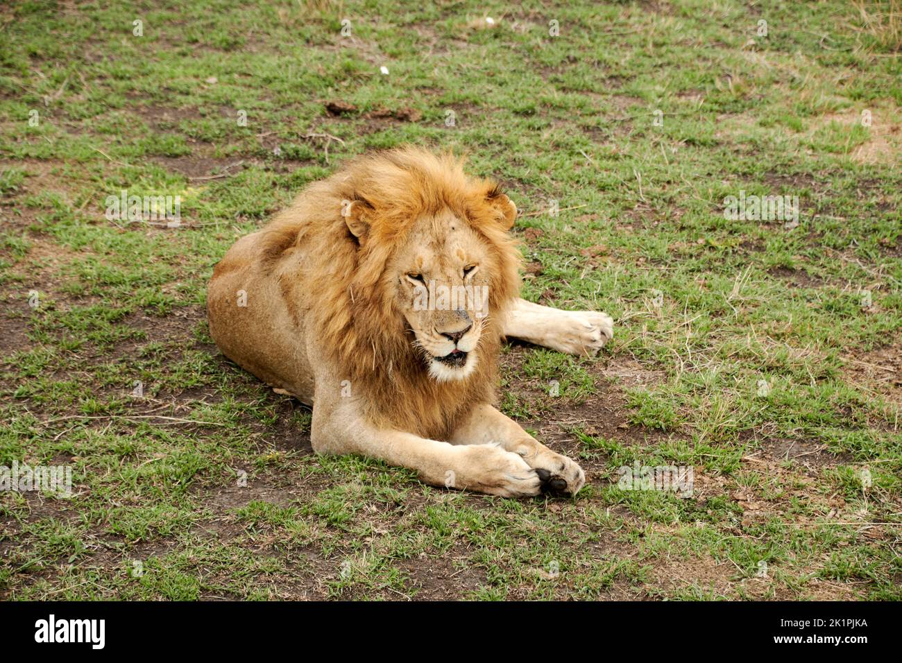 A beautiful lion laying in a valley Stock Photo - Alamy
