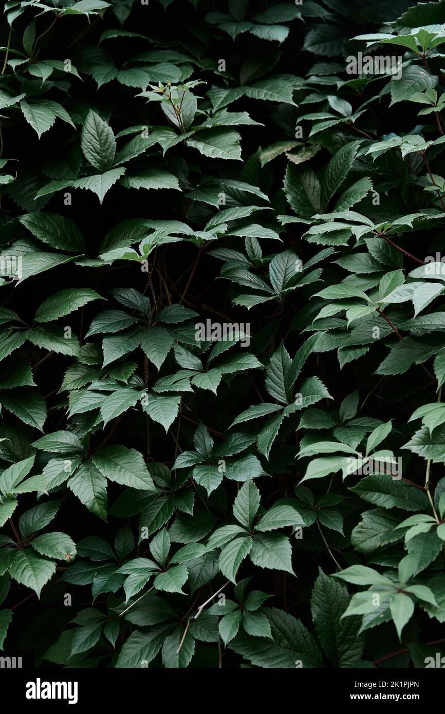Closeup shot virginia creeper hi-res stock photography and images - Alamy